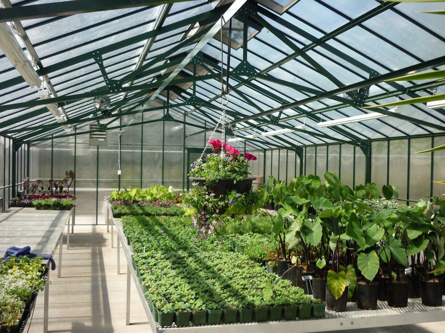 Why Should You Choose Polycarbonate Glazing for Your Greenhouse?